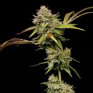Buy Amnesia Haze Feminized Cannabis Seeds - Royal Queen Seeds