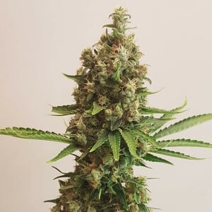 Shining Silver Haze – Super Silver Haze Strain Cannabis Seeds - Royal ...