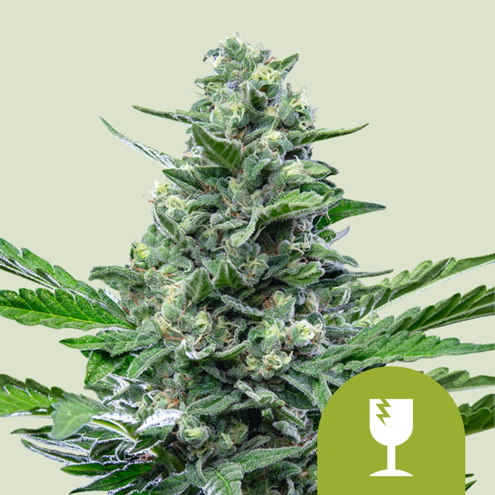 Buy Royal Critical Auto Cannabis Seeds - Royal Queen Seeds USA