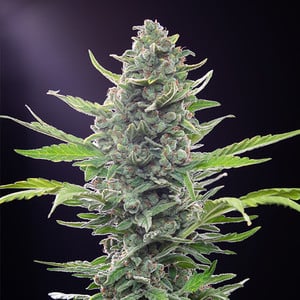 Buy Royal Critical Auto Cannabis Seeds - Royal Queen Seeds USA