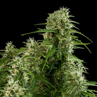 Buy Northern Light Auto Cannabis Seeds - Royal Queen Seeds USA