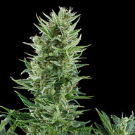 Buy Quick One Auto Cannabis Seeds - Royal Queen Seeds USA