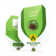 Buy Royal Kush Auto Cannabis Seeds Today - Royal Queen Seeds USA