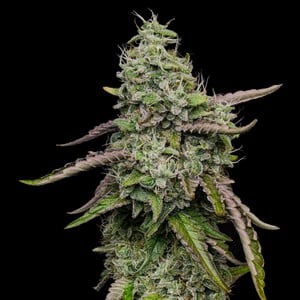 Buy Special Kush 1 feminized cannabis seeds 💎 - Royal Queen Seeds USA