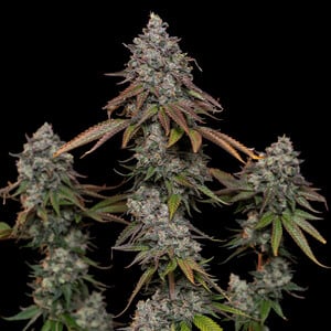 Get OG Kush Feminized Cannabis Seeds - Royal Queen Seeds USA