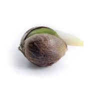Buy Royal Cheese Auto Cannabis Seeds 🧀 - Royal Queen Seeds USA