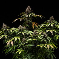 Buy White Widow Auto Cannabis Seeds - Royal Queen Seeds