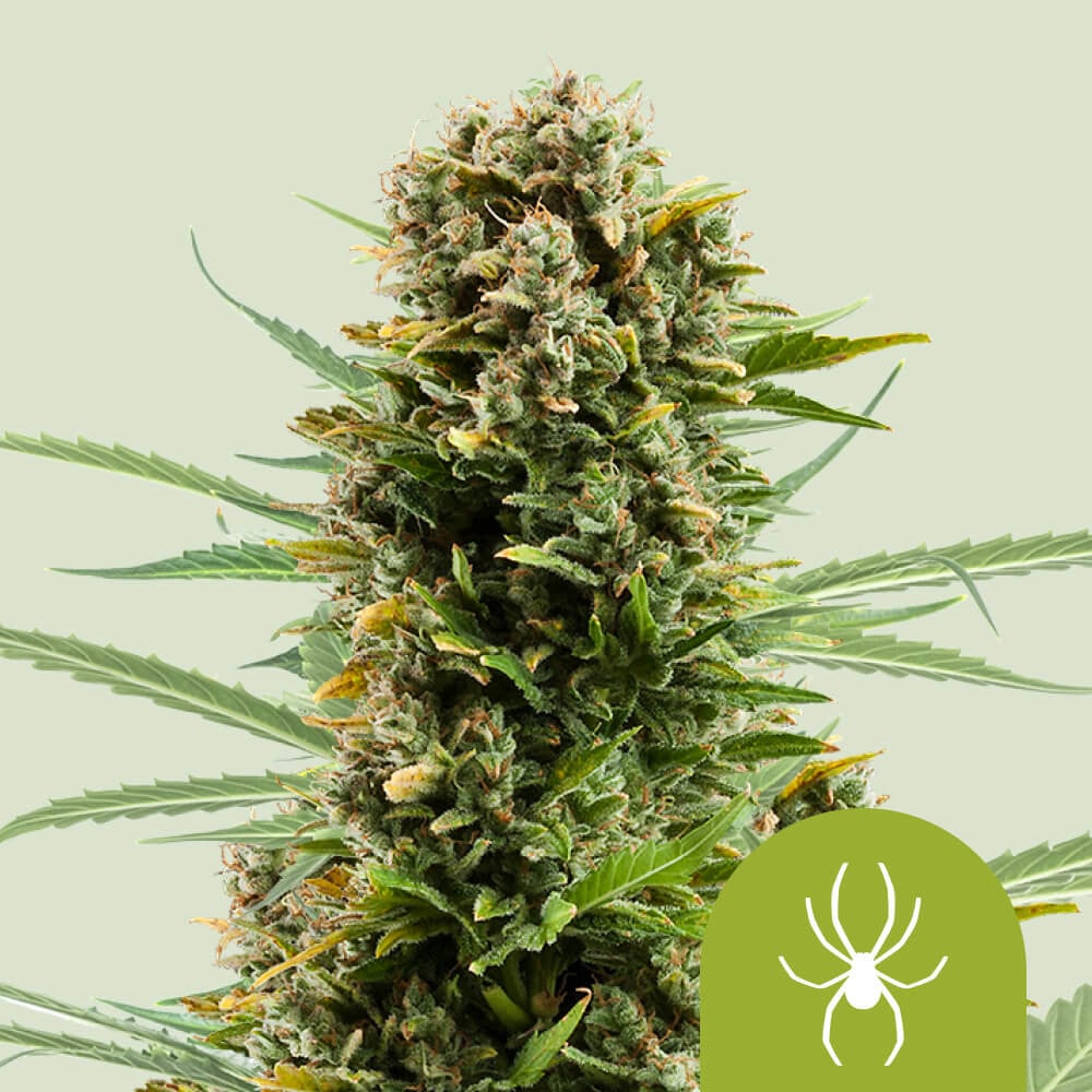 Buy White Widow Auto Cannabis Seeds - Royal Queen Seeds USA