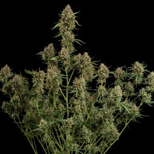 Buy Diesel Auto Marijuana Seeds - Royal Queen Seeds USA
