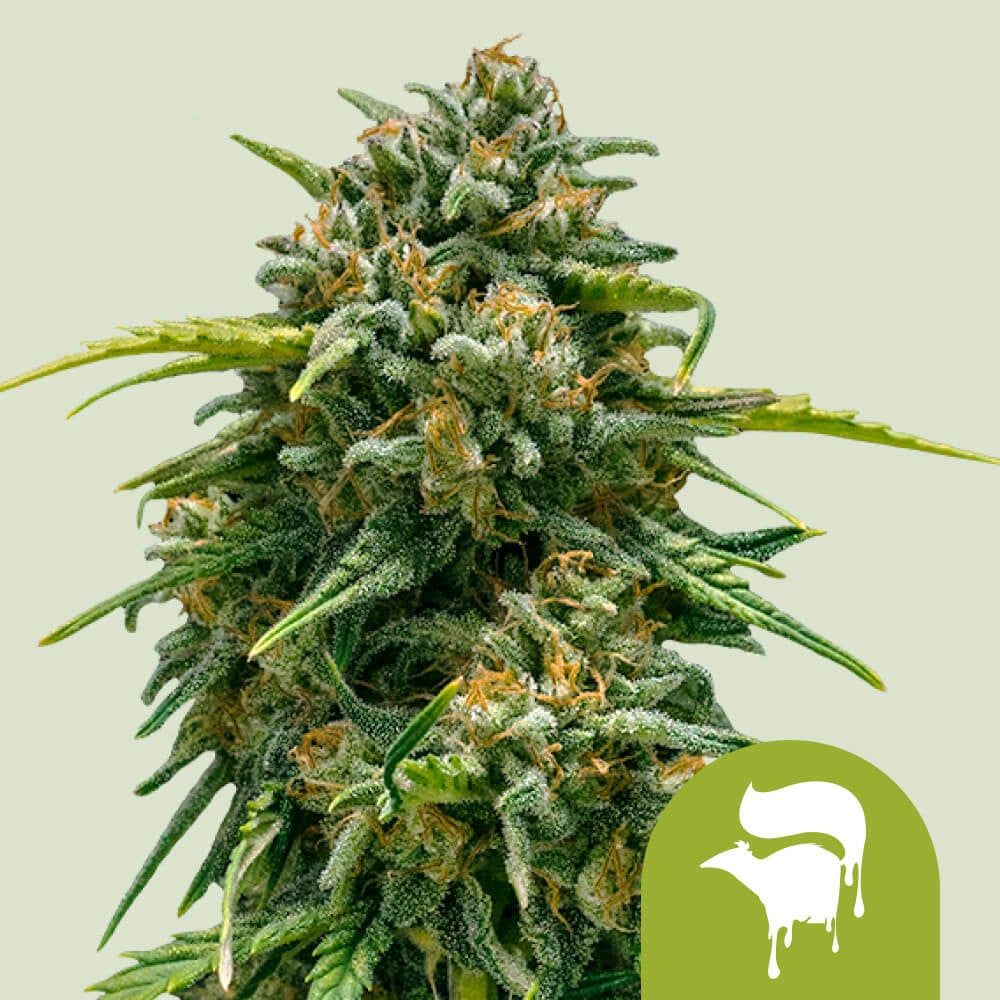 Buy Sweet Skunk Auto Cannabis Seeds 🦨 - Royal Queen Seeds USA