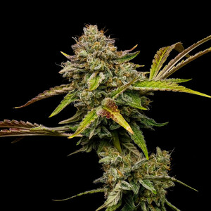 Get Kali Dog Feminized Cannabis Seeds 🐕 - Royal Queen Seeds USA