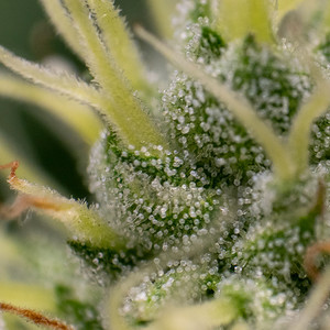 Get Kali Dog Feminized Cannabis Seeds 🐕 - Royal Queen Seeds USA