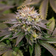 Kali Dog – Chemdawg Strain 🐕 Marijuana Seeds - Royal Queen Seeds USA