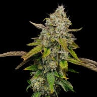 Get Haze Berry Feminized Cannabis Seeds - Royal Queen Seeds USA