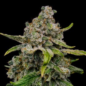 Haze Berry – Blue Dream Strain Cannabis Seeds - Royal Queen Seeds
