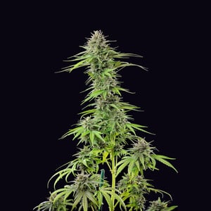 Blue Cheese Strain Cannabis Seeds - Royal Queen Seeds USA