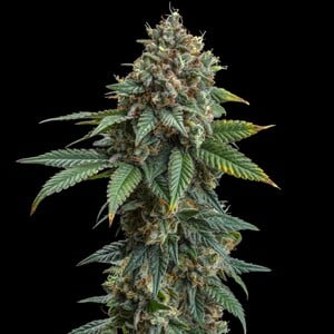 Get Somango XL feminized cannabis seeds - Royal Queen Seeds USA