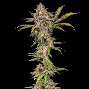 Get Somango XL feminized cannabis seeds - Royal Queen Seeds USA