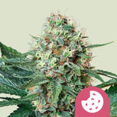 Feminized Marijuana Seeds - Royal Queen Seeds USA