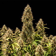 Get Royal Cookies Auto Cannabis Seeds 🍪 - Royal Queen Seeds USA