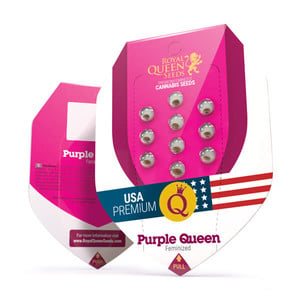 Buy Purple Queen Feminized Cannabis Seeds 👑 - Royal Queen Seeds USA