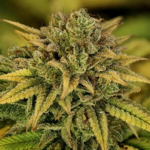 Buy Green Gelato feminized cannabis seeds 🍦 - Royal Queen Seeds