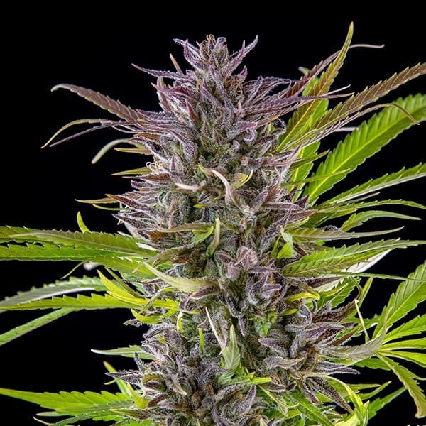 Buy Green Gelato feminized cannabis seeds 🍦 - Royal Queen Seeds USA Buy Green Gelato feminized cannabis seeds 🍦 - Royal Queen Seeds USA