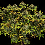 Buy Green Gelato feminized cannabis seeds 🍦 - Royal Queen Seeds USA