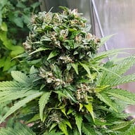 Buy Solomatic CBD Auto Cannabis Seeds - Royal Queen Seeds