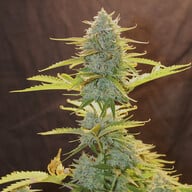Buy Fat Banana Auto Cannabis Seeds - Royal Queen Seeds