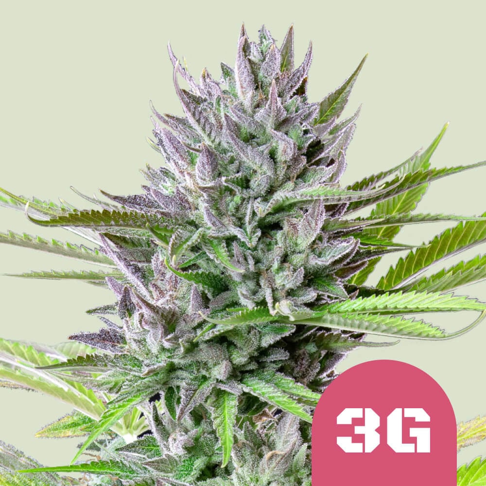 Get Triple G Feminized Cannabis Seeds - Royal Queen Seeds USA