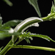 LST Plant Training Clips - Royal Queen Seeds