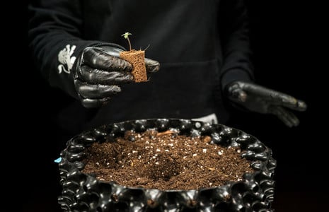 Soil Plugs - Royal Queen Seeds