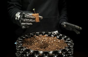 Soil Plugs - Royal Queen Seeds