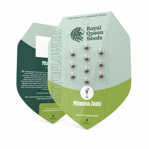 Mimosa Auto Weed Strain Cannabis Seeds - Royal Queen Seeds USA