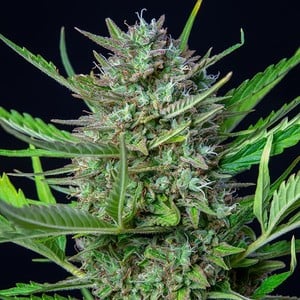 Buy Mimosa Auto cannabis seeds - Royal Queen Seeds USA