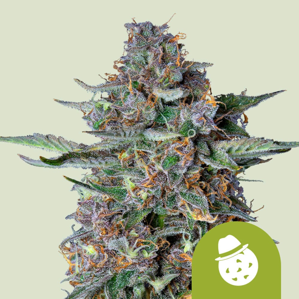 Buy Do-Si-Dos Auto Cannabis Seeds - Royal Queen Seeds