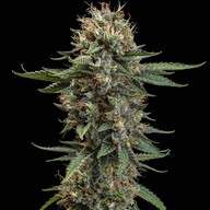Buy Watermelon feminized cannabis seeds - Royal Queen Seeds USA