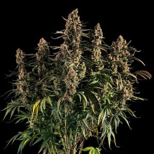 Buy Medusa F1 Hybrid cannabis seeds - USA