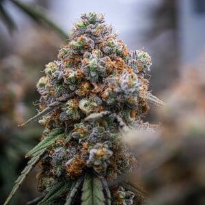 Buy Medusa F1 Hybrid cannabis seeds
