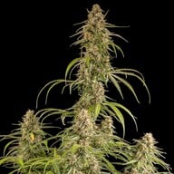 Buy Hyperion F1 Hybrid cannabis seeds