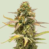 F1 Hybrid Cannabis Seeds - Royal Queen Seeds
