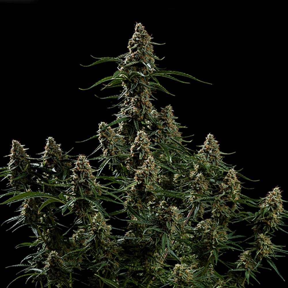 Buy Apollo F1 Hybrid marijuana seeds - USA