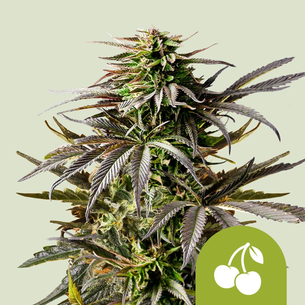 Get Cherry Pie Auto Cannabis Seeds - Royal Queen Seeds