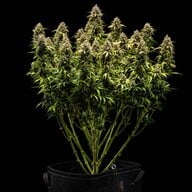 Get Granddaddy Purple Auto Marijuana Seeds - Royal Queen Seeds USA
