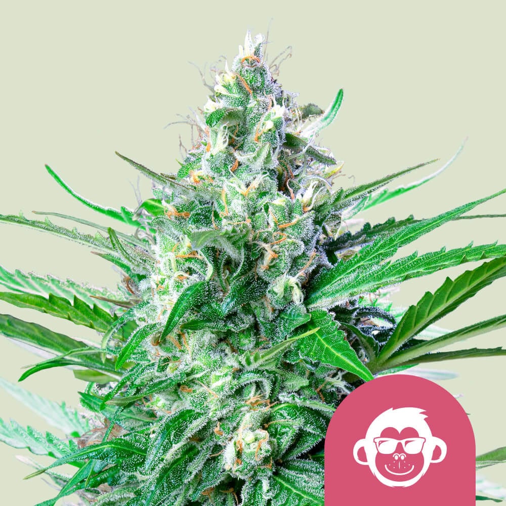 Buy Grape Ape feminized marijuana seeds - Royal Queen Seeds USA