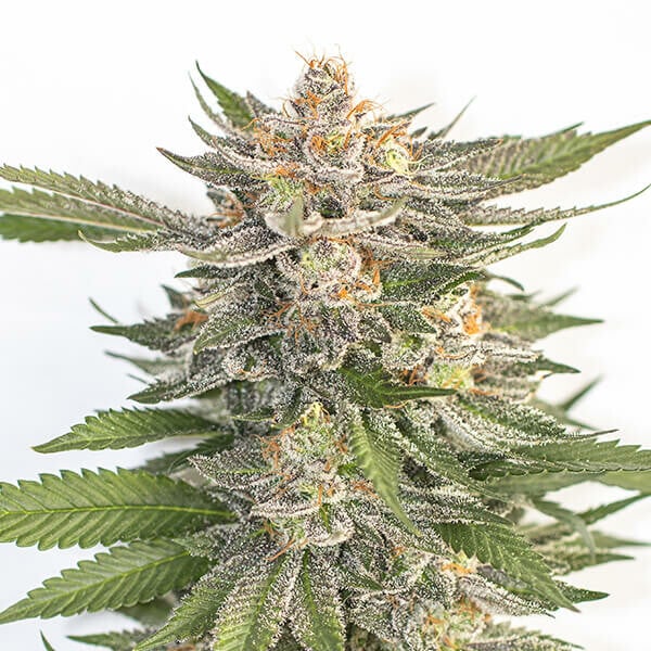 Buy Pink Runtz Feminized Cannabis Seeds - Royal Queen Seeds USA Buy Pink Runtz Feminized Cannabis Seeds - Royal Queen Seeds USA