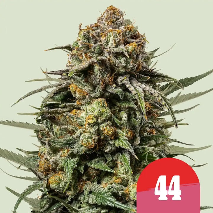 Buy Gelato 44 Feminized Seeds - Royal Queen Seeds