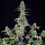 Buy Gelato 44 Feminized Seeds - Royal Queen Seeds USA