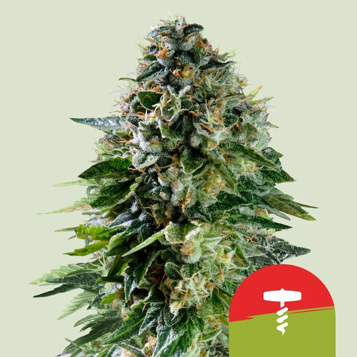 Buy Corkscrew Autoflower seeds - Royal Queen Seeds